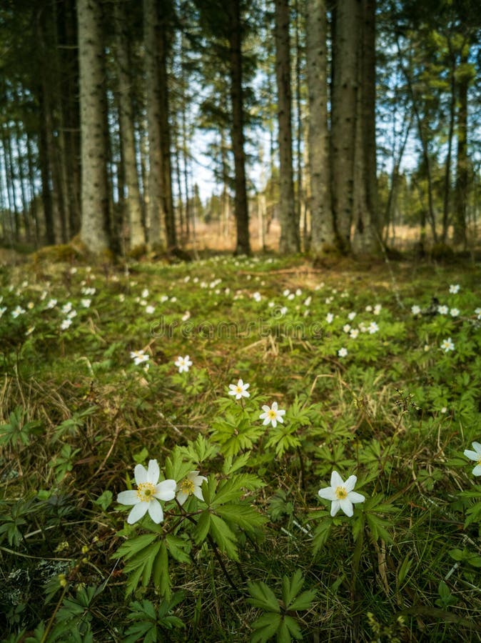White Flower in the Forest in the Spring Time Stock Image - Image of ...