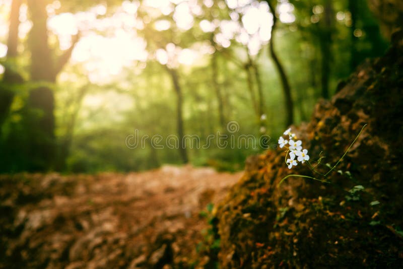 White flower in forest stock photo. Image of petal, thale - 123366432