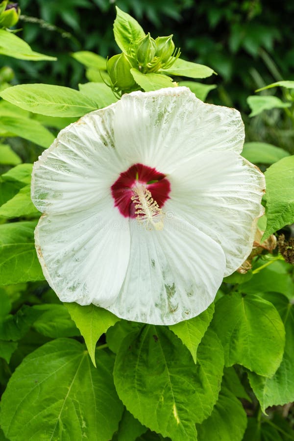 White Flower Front View Blooming Close Up Stock Image - Image of nature ...