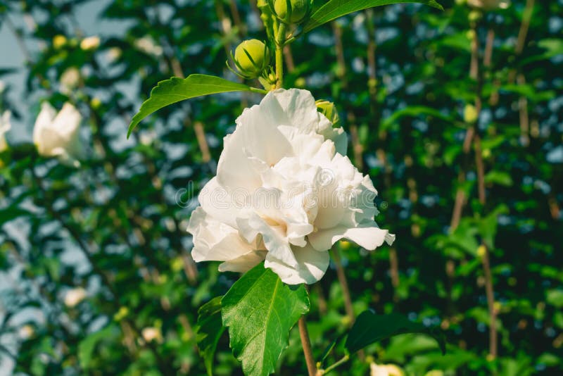 White Flower in the Garden, Close Up. Summer Bloom Stock Image - Image ...
