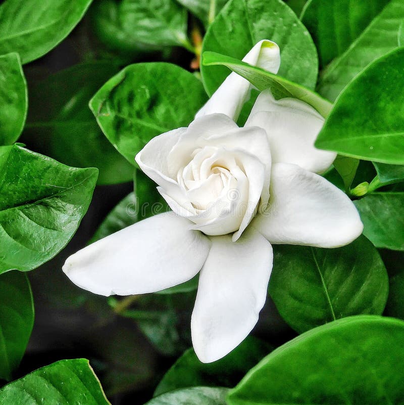 White flower stock photo. Image of plant, petal, flower - 96220946