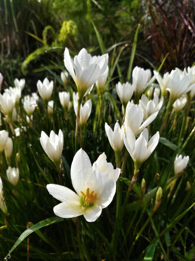White flower in garden stock photo. Image of drop, sunrise - 44266672