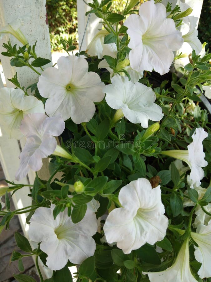 White flower in the garden stock image. Image of flower - 151150361