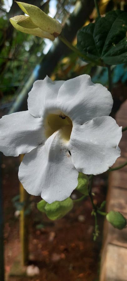 A White Flower in a Garden at Noon Stock Photo - Image of garden ...