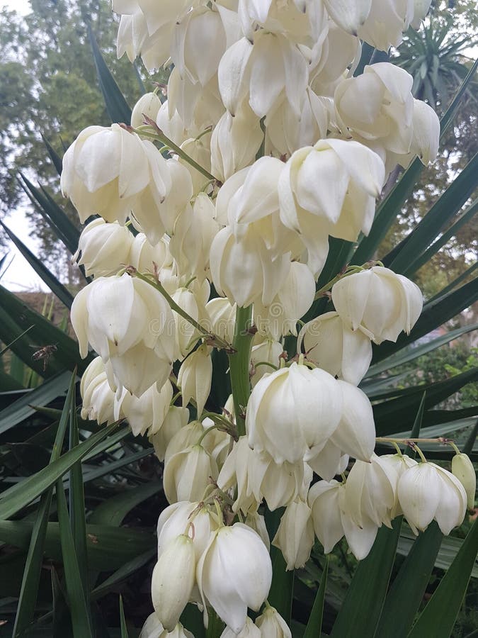 White Flower stock photo. Image of flower, bloem, garden - 97602736