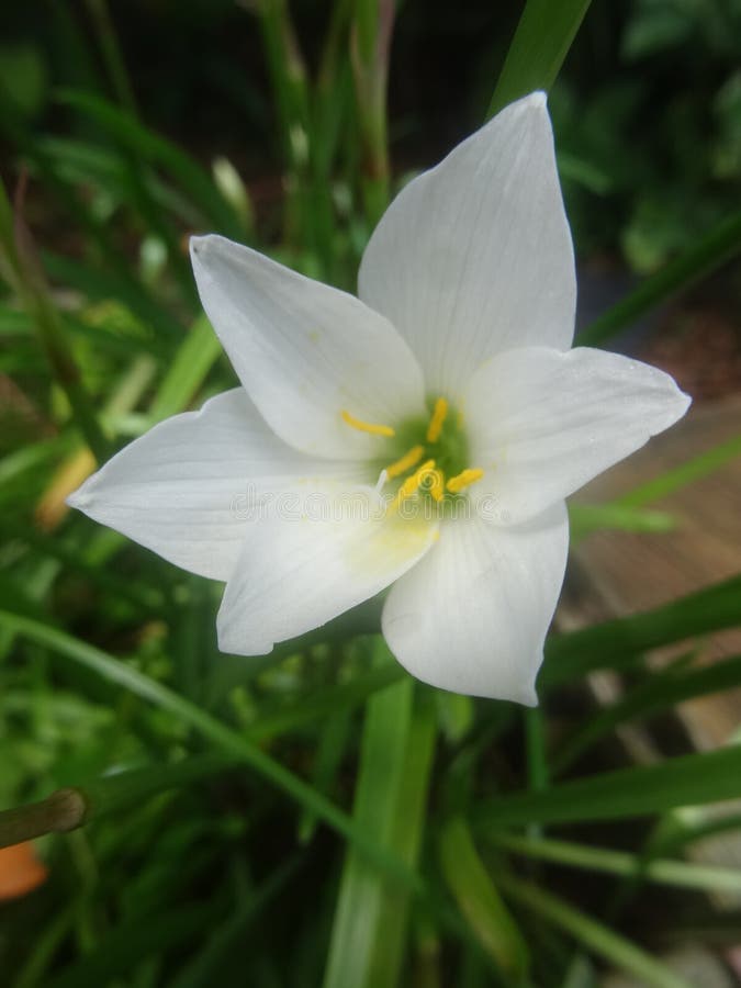 A White Flower in the Garden Stock Photo - Image of leaf, lily: 254515450