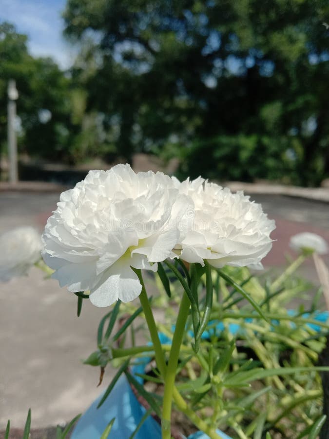 White Flower a Glorious Photo Stock Image - Image of plant, yellow ...