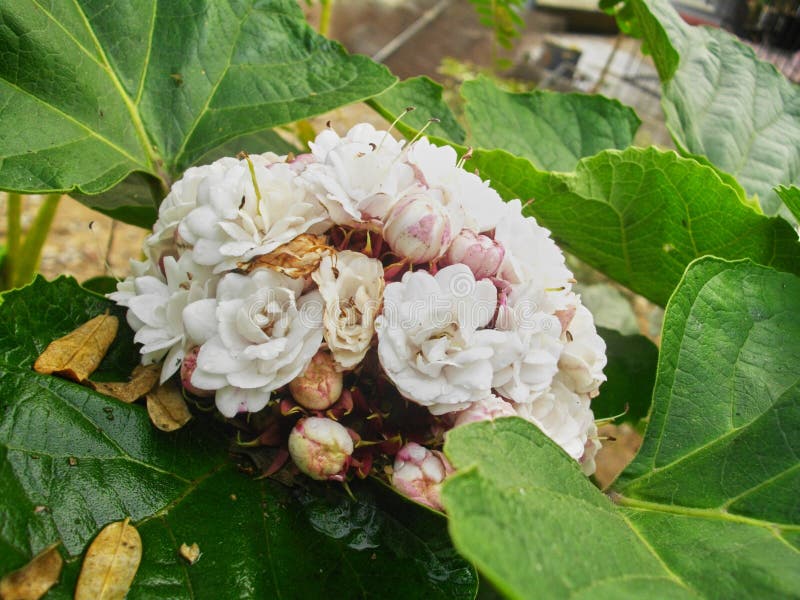 White Flower, Glory Bower Flowers Stock Photo - Image of blooming ...