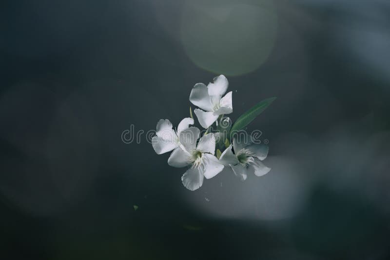 White Flower on Green Background in Summer Garden Stock Photo - Image ...
