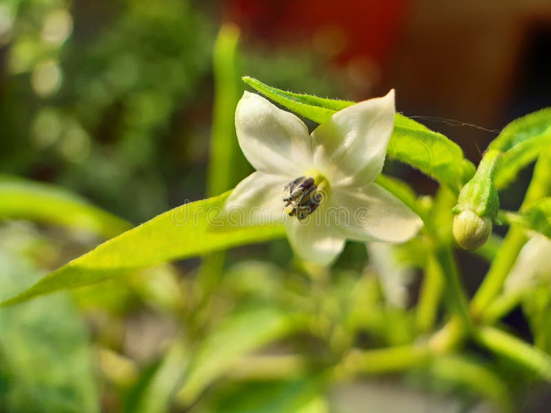 White chilli flower stock photo. Image of growing, chili - 167706216