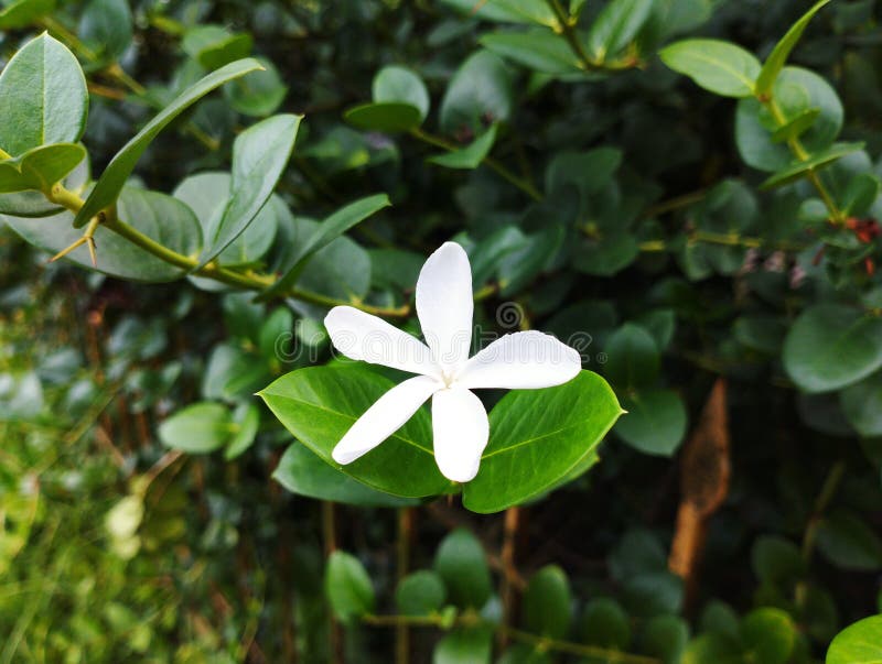 Togor Flower Stock Photos - Free & Royalty-Free Stock Photos from ...