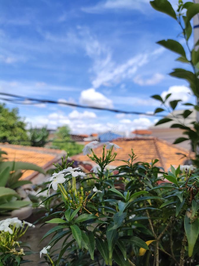White Flower & Green Leaf on Sunday Morning Stock Image - Image of lawn ...