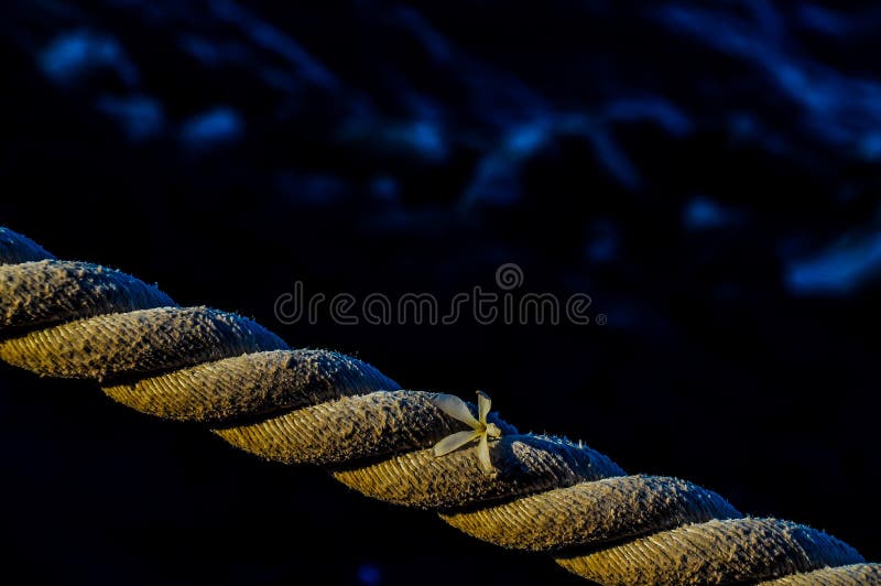 A White Flower is Growing on a Rope Stock Image - Image of knot ...