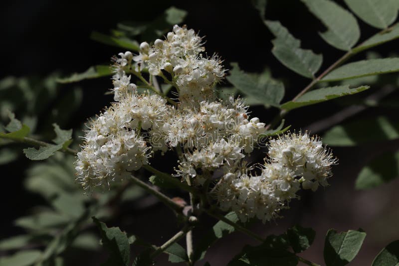 White rowan flower. stock photo. Image of grows, petals - 219748356