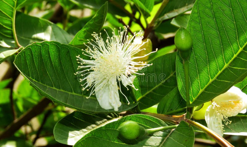 White Flower of a Guava Fruit,and Guava Flower Buds on the Tree Stock ...