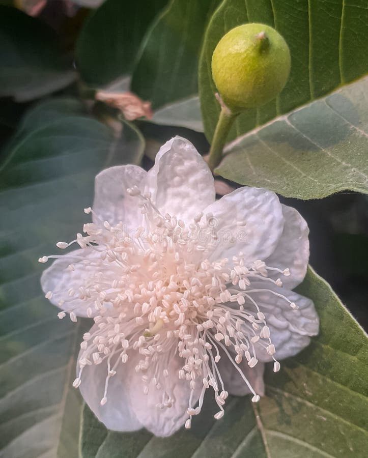 White Flower of Guava Tree or Psidium Guajava Stock Photo - Image of ...