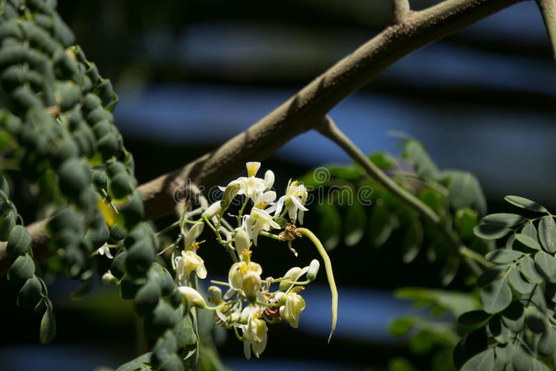 White Flower of Horse Radish Tree Stock Photo - Image of drumstick ...