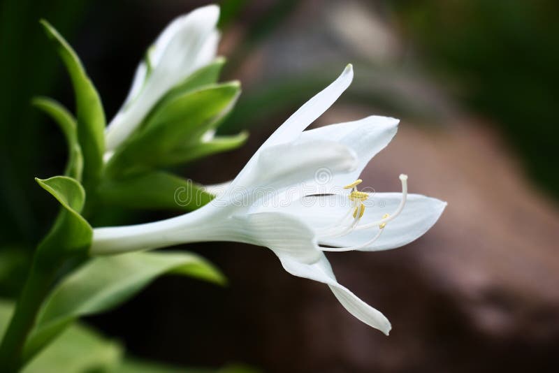 White flower hosts. stock photo. Image of long, white - 98950168