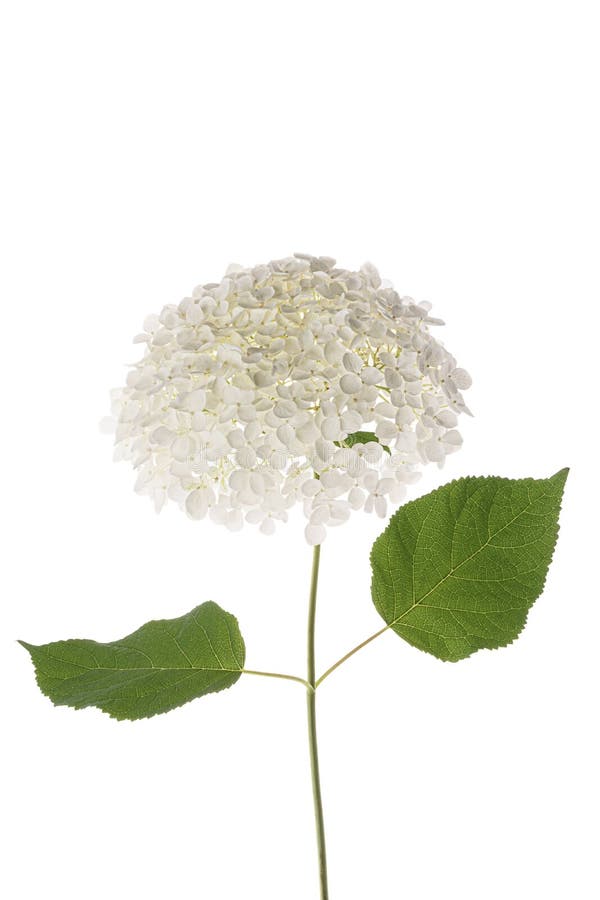 White Flower Hydrangea Isolated on White Background Stock Photo - Image ...