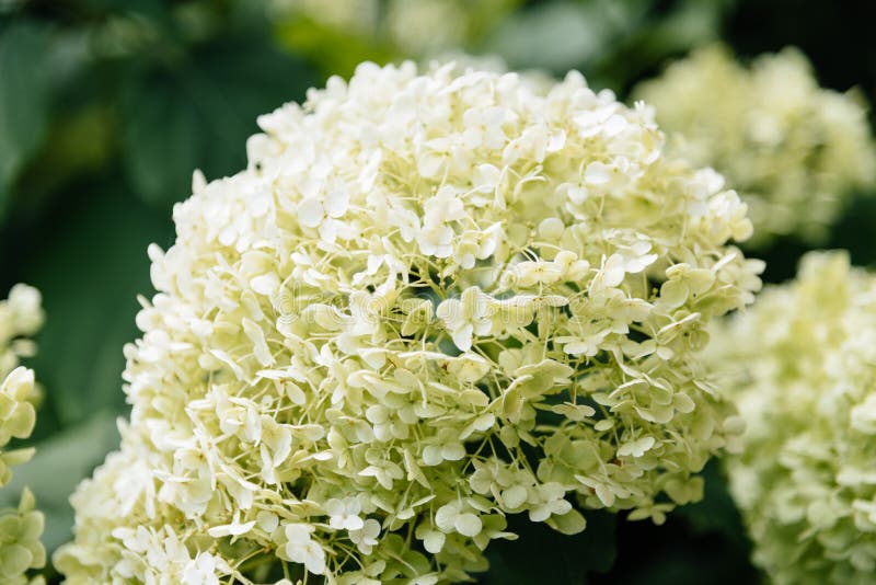 White Flower Hydrangea Snowball Stock Photo - Image of closeup ...