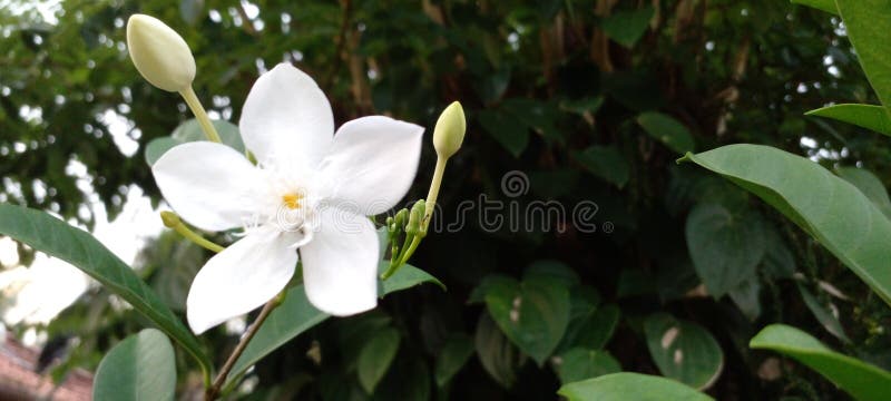 White Flower (Idda) (Wrightia Antidysenterica) Stock Image - Image of ...