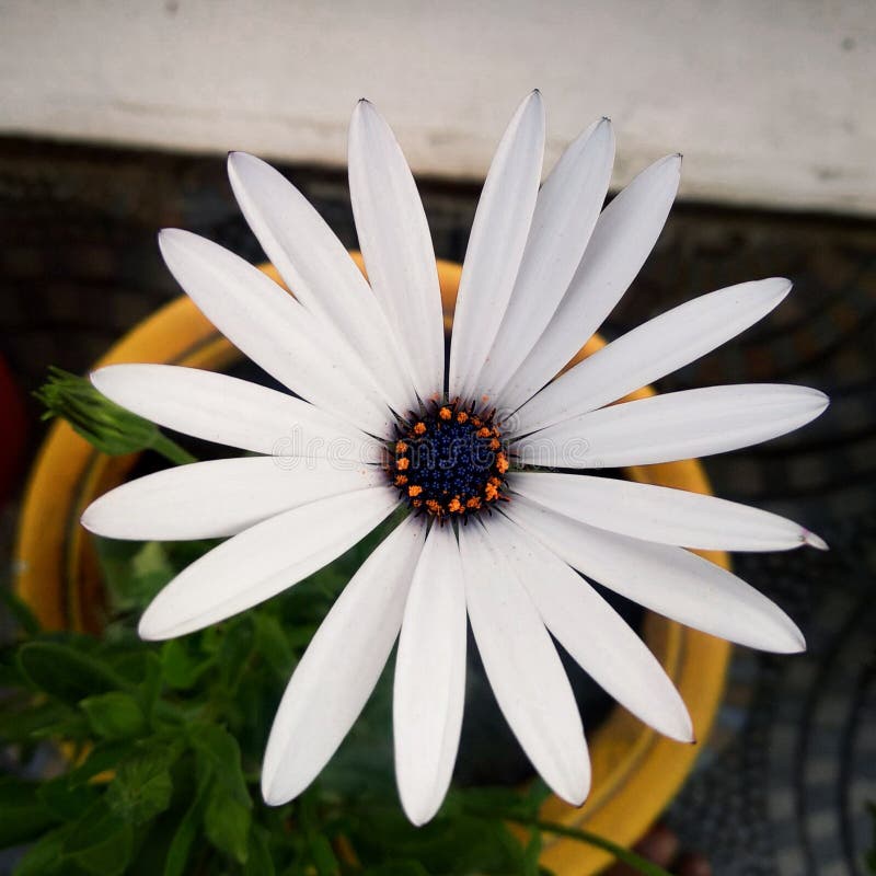 White Flower Image Wallpaper Jpeg Stock Photo - Image of mobile, flower ...