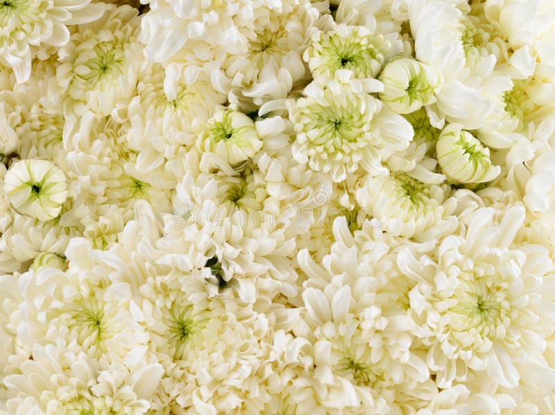 White Flower Top View Isolated on White Background Stock Image - Image ...