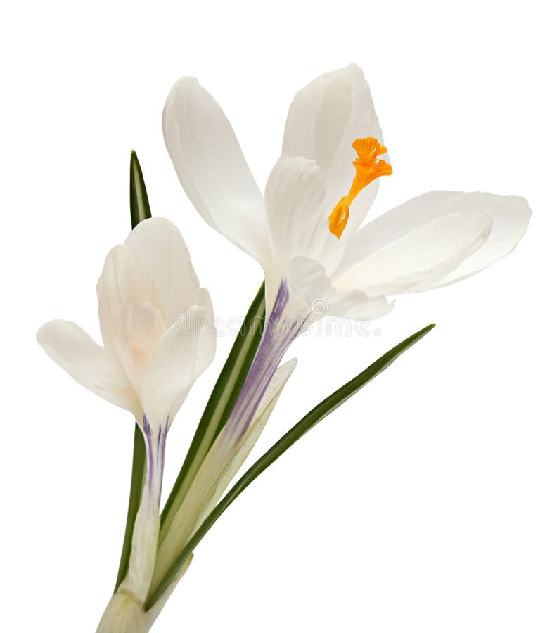 White Flower Isolated on White Background. Crocus Stock Photo - Image ...