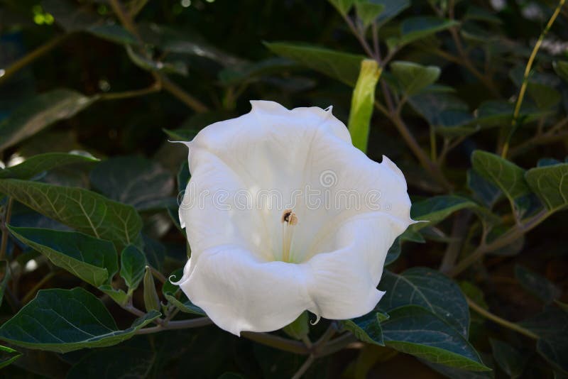 Jimson weed stock photo. Image of flower, morning, sacred - 57120586