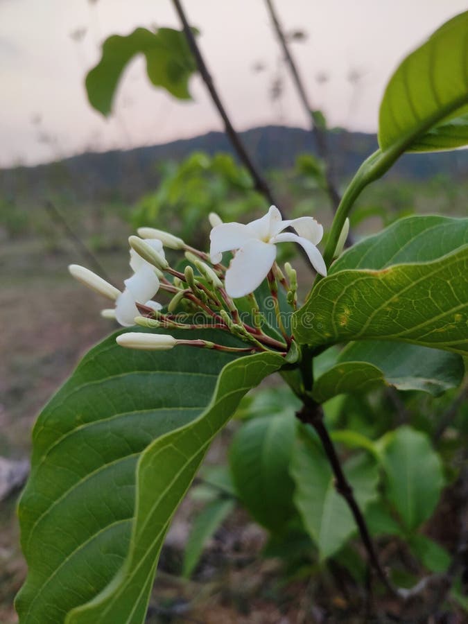 White Flower Jungle Flower Flower with Tree Stock Photo - Image of ...