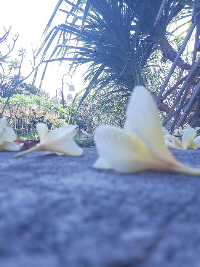 White flower just fall stock image. Image of branch - 262456199