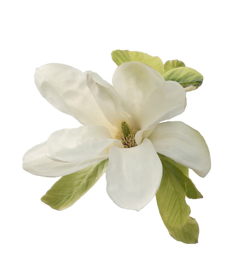 White Flower with Leaves on a White Background Stock Image - Image of ...