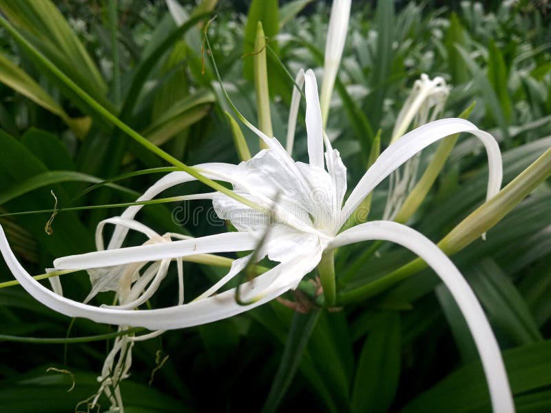 White Flower with Closeup Zoom Camera Stock Photo - Image of camera ...