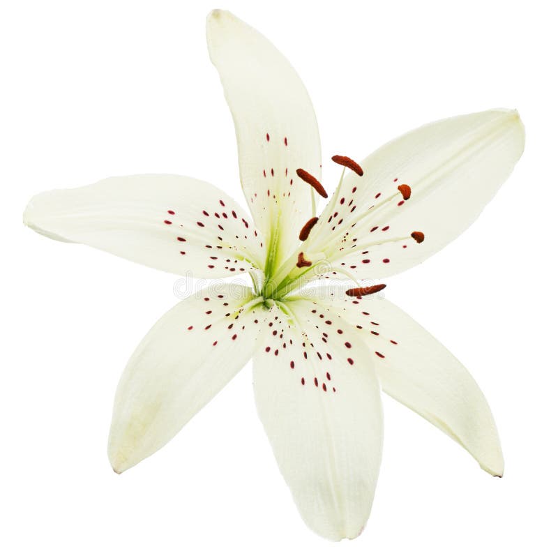 White Flower of Lily, Isolated on White Background Stock Photo - Image ...