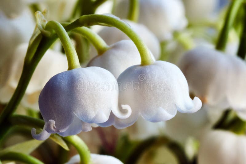 White Flower Lily of the Valley Stock Image - Image of garden, flower ...