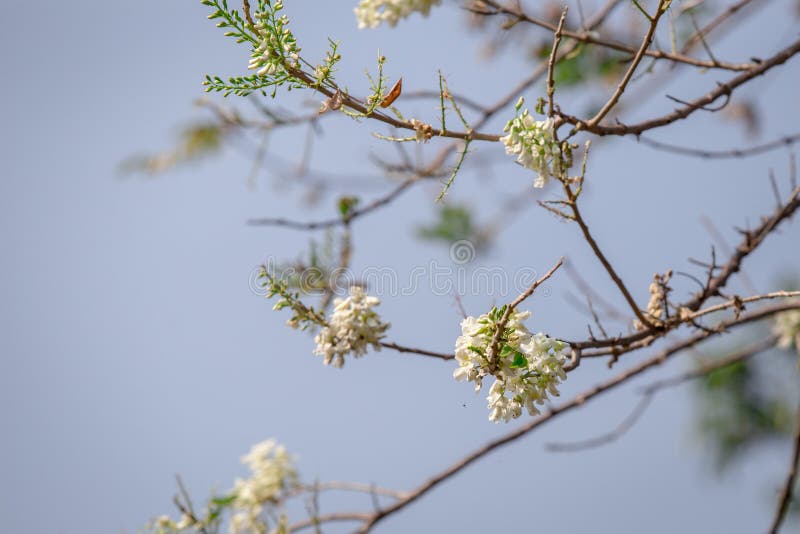 White Flower and Little Twig with Light Blue Background. Stock Photo ... White Flower and Little Twig with Light Blue Background. Stock Photo ...