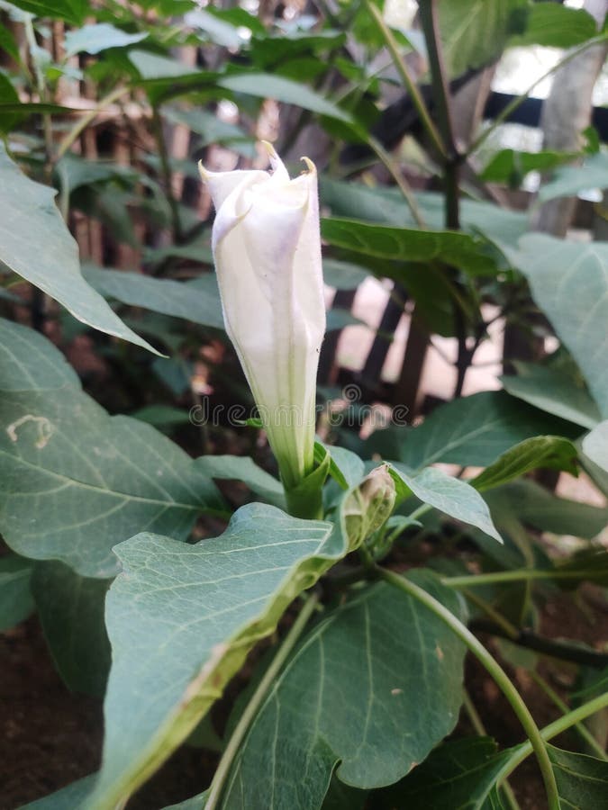 White Flower Long Flower for Load Shiv Nd Stage of Flower Stock Image ...