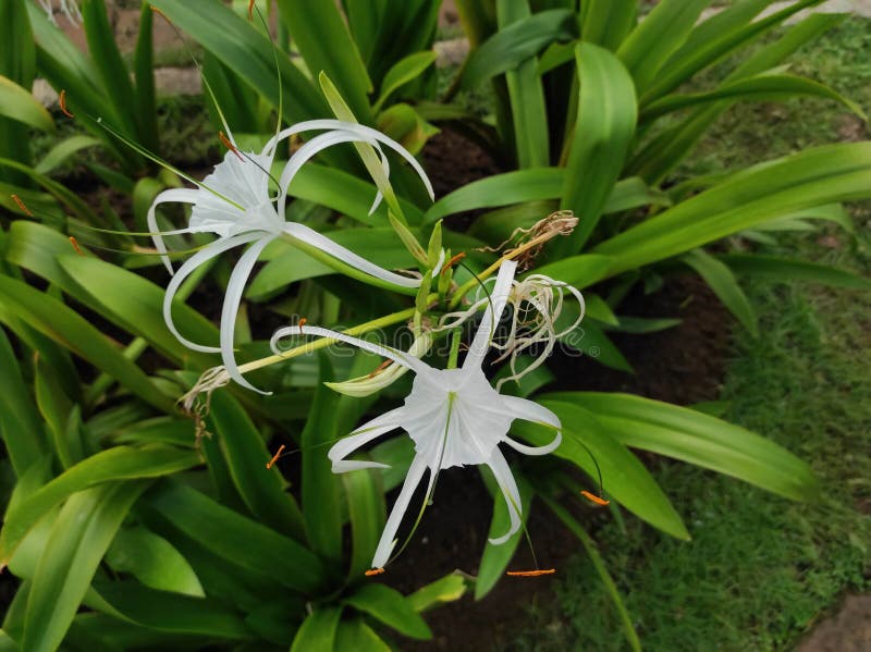 A White Flower with a Long Stem is in a Green Bush Stock Image - Image ...