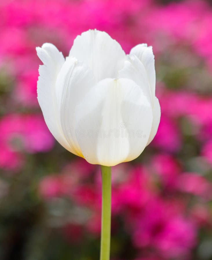 A White Flower is the Main Focus of the Image Stock Photo - Image of ...