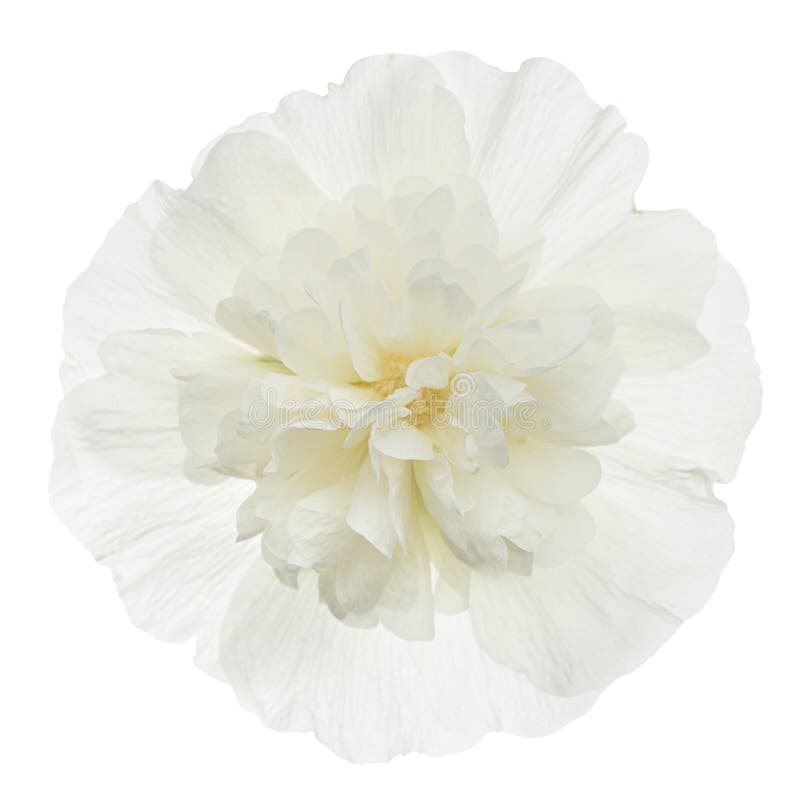 White Flower of Mallow, Isolated on White Background Stock Image ...