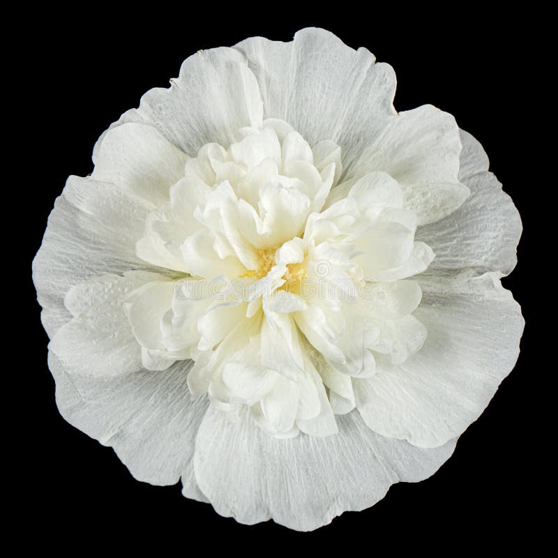 White Flower of Mallow, Isolated on Black Background Stock Image ...