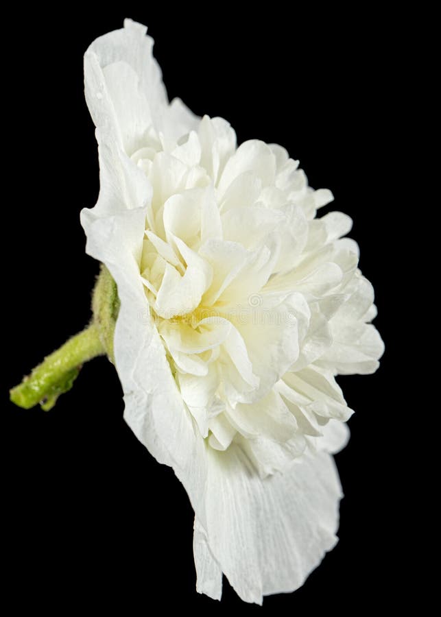 White Flower of Mallow, Isolated on Black Background Stock Image ...
