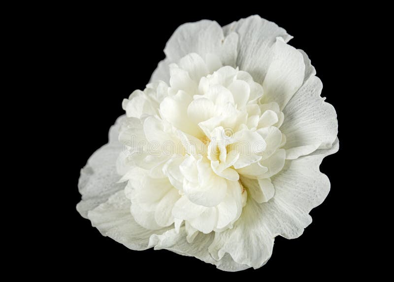 White Flower of Mallow, Isolated on Black Background Stock Image ...