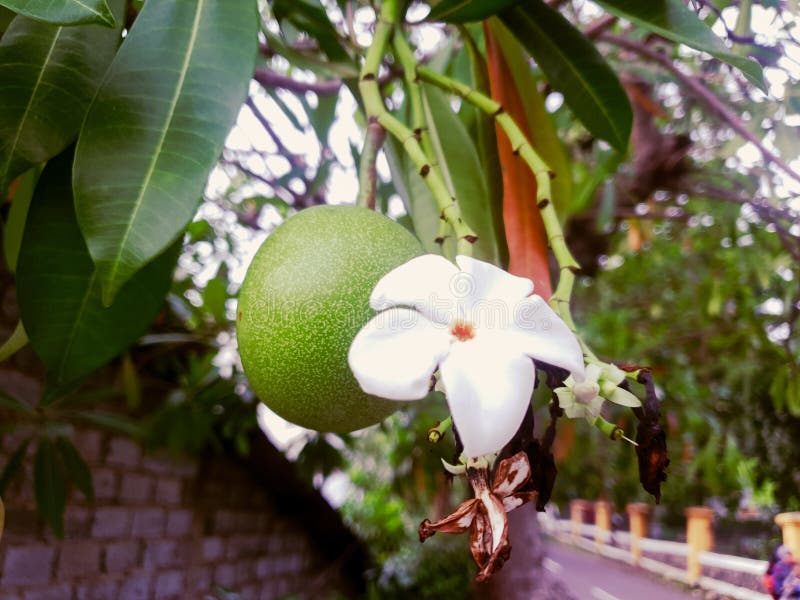 White Flower and Mango on the Tree Stock Photo - Image of branch, mang ...
