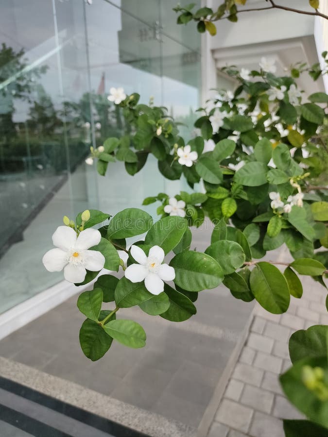 White Flower at Minimalis Office Stock Photo - Image of white ...