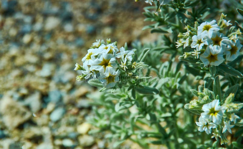 Mongolian White flower stock photo. Image of asia, steppe - 159599344