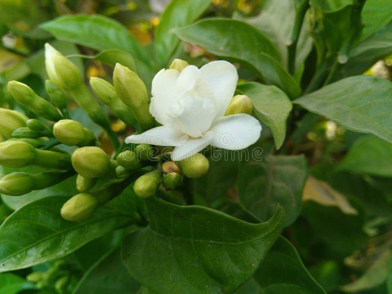 White flower stock image. Image of flare, edit, beautifulcreates - 85159685