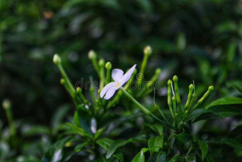 White Flower in the Morning Stock Image - Image of branch, leaf: 205859043
