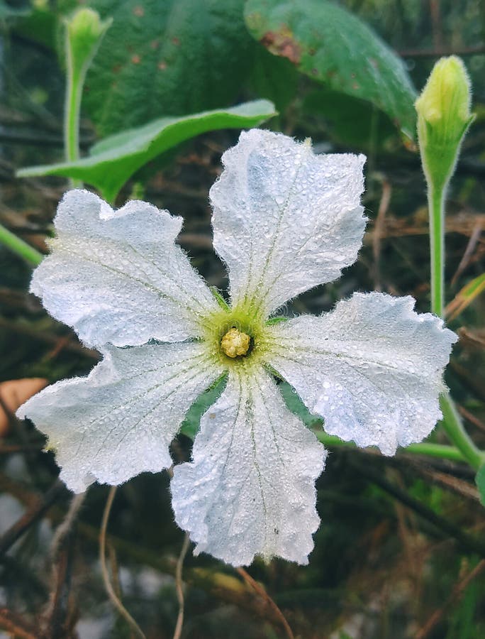 White flower morning vibes stock photo. Image of shrub - 253822538