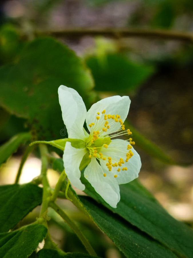 White Flower Most Beautiful in My Garden Stock Photo - Image of ...